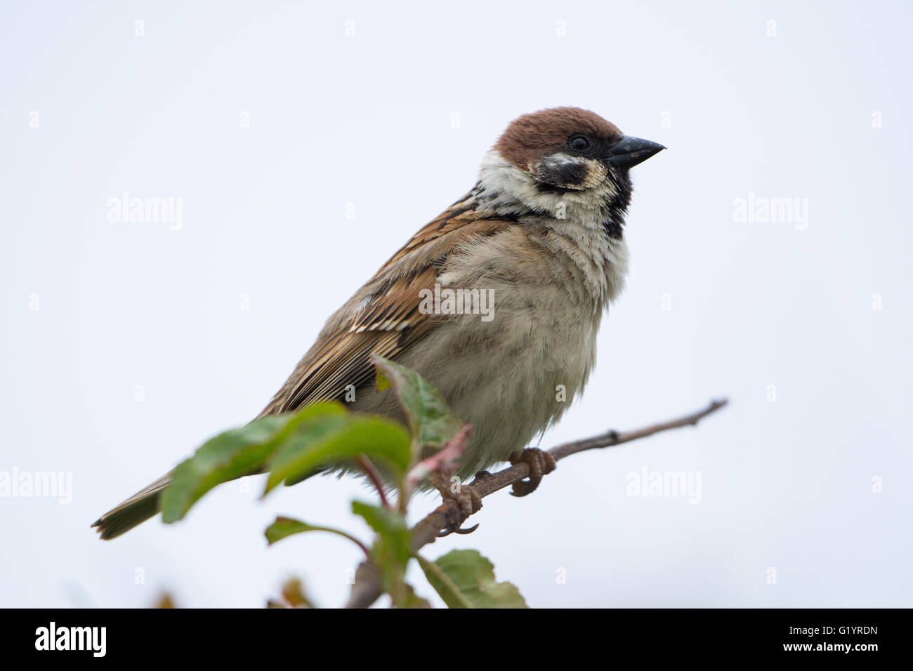 a young Tree Sparrow (Passer montanus) perched on twig against clean background, RSPB Bempton ...