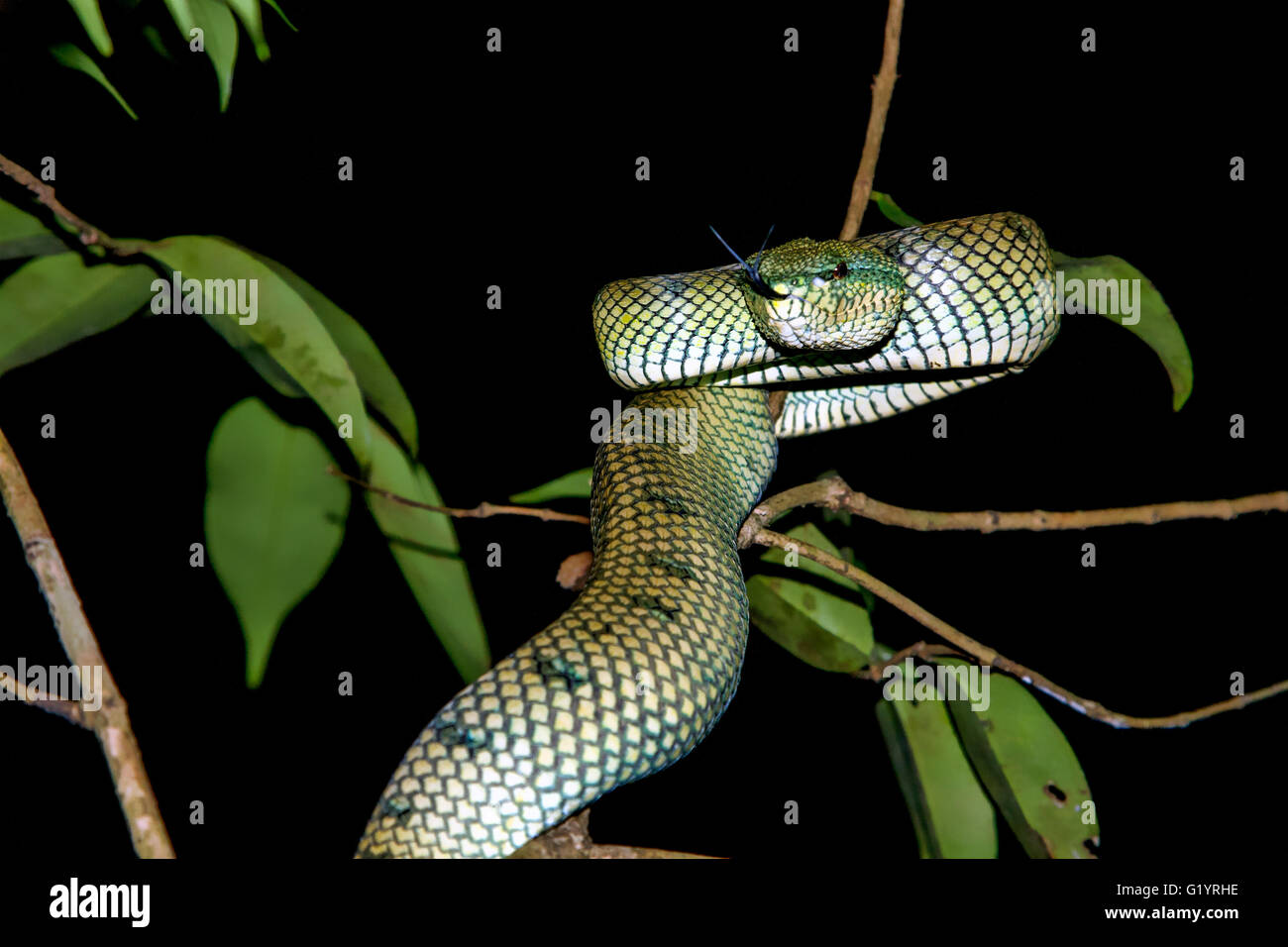 Deadly animals hi-res stock photography and images - Alamy