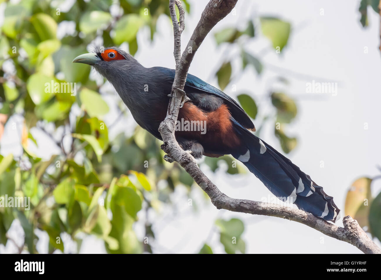 Chestnut bellied malkoha hi-res stock photography and images - Alamy