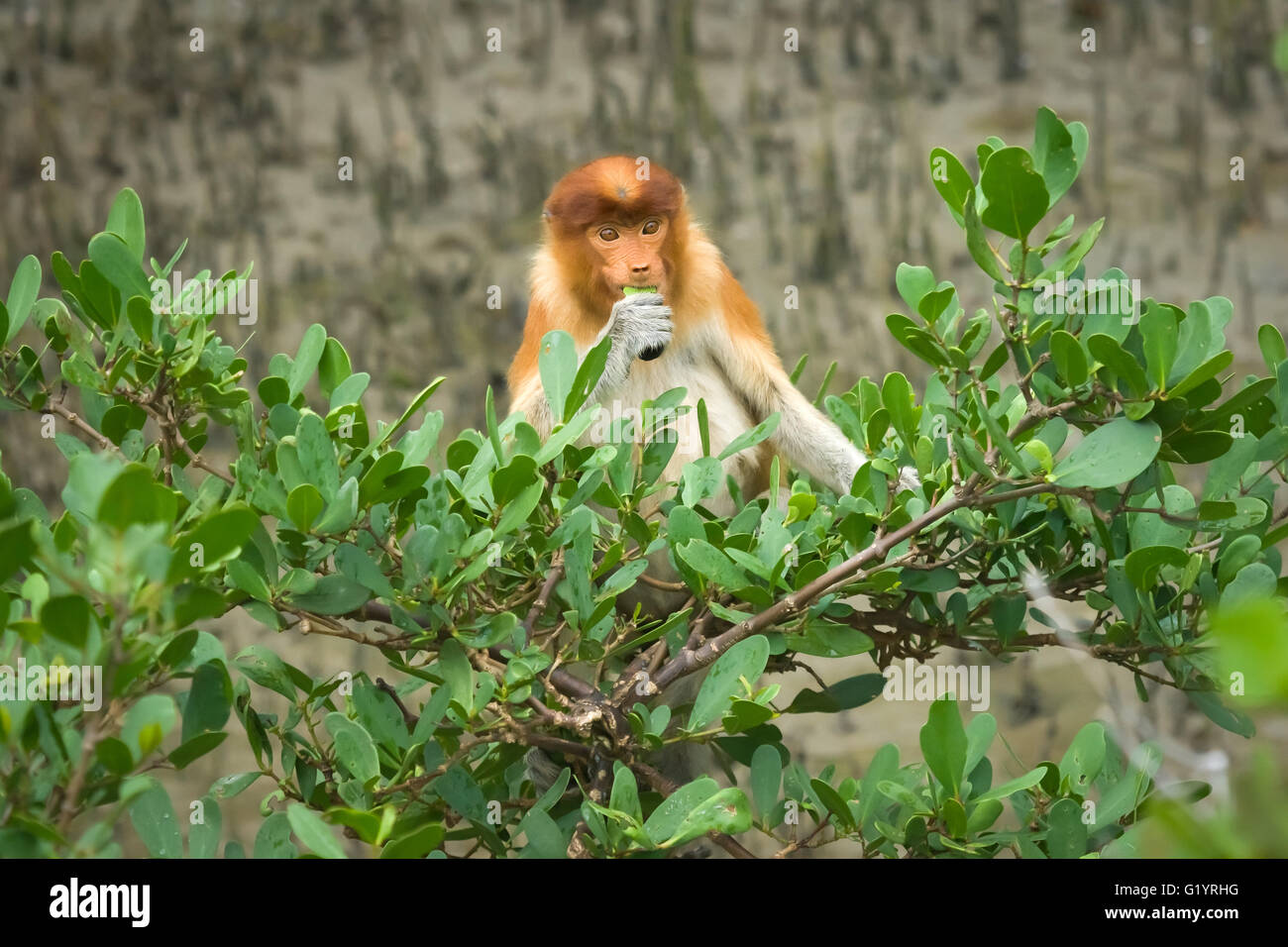 Proboscis Monkey. Bako National Park. Sarawak, Borneo, Malaysia Stock ...
