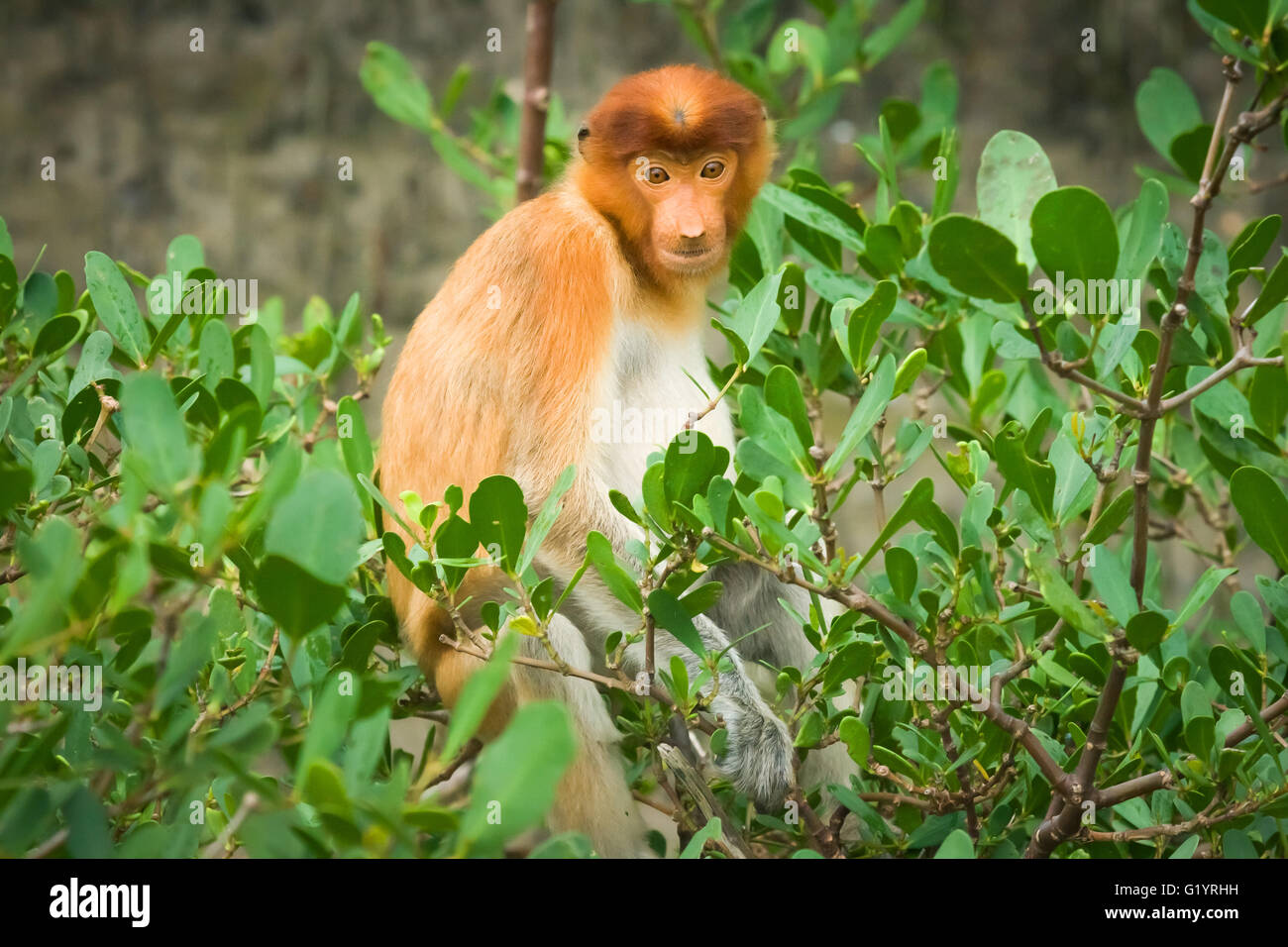 Proboscis Monkey. Bako National Park. Sarawak, Borneo, Malaysia Stock ...