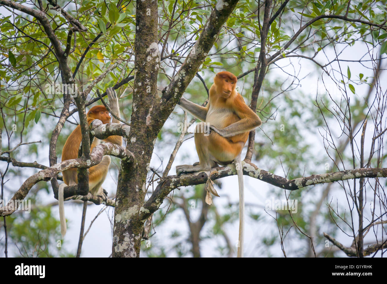Proboscis Monkey. Bako National Park. Sarawak, Borneo, Malaysia Stock ...