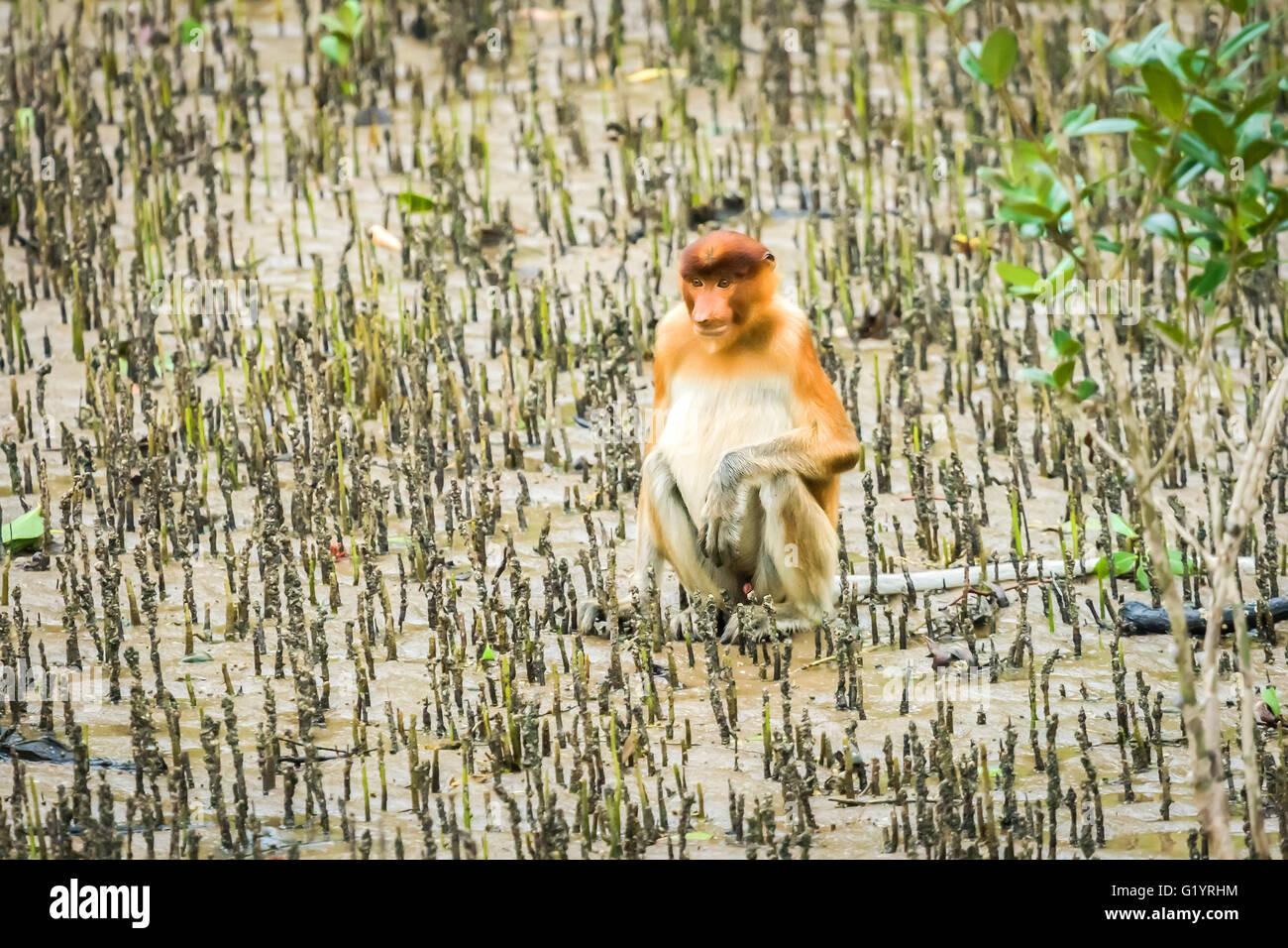 Proboscis Monkey. Bako National Park. Sarawak, Borneo, Malaysia Stock ...
