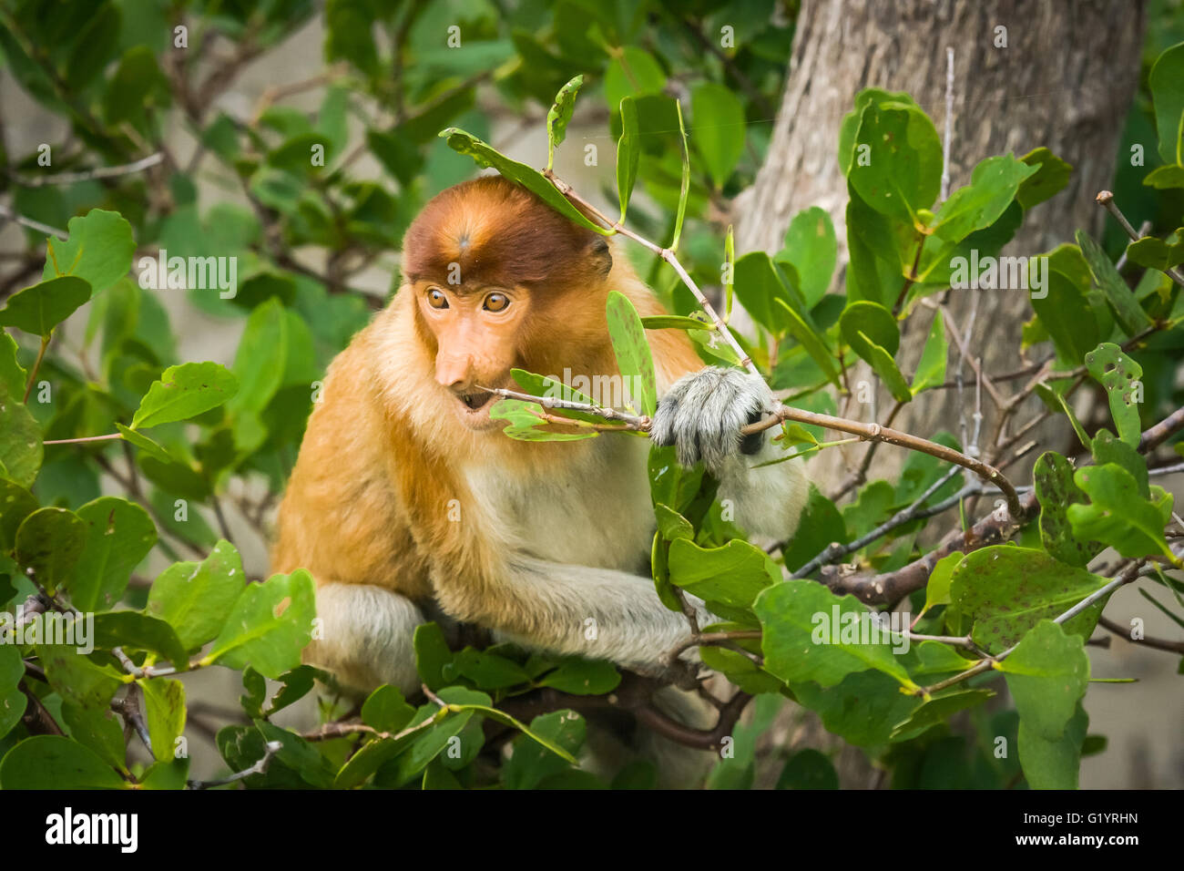 Proboscis Monkey. Bako National Park. Sarawak, Borneo, Malaysia Stock ...
