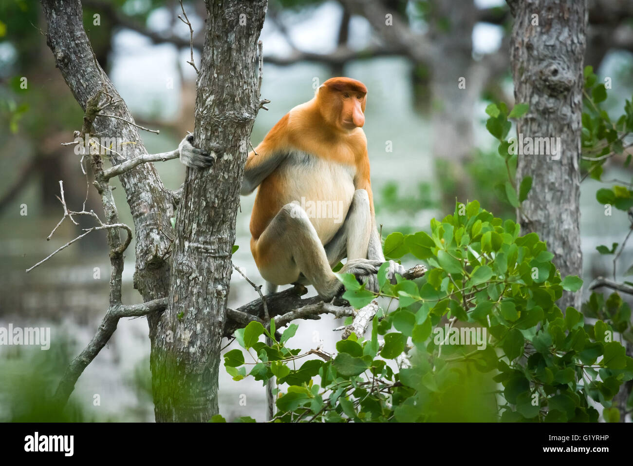 Proboscis Monkey. Bako National Park. Sarawak, Borneo, Malaysia Stock ...
