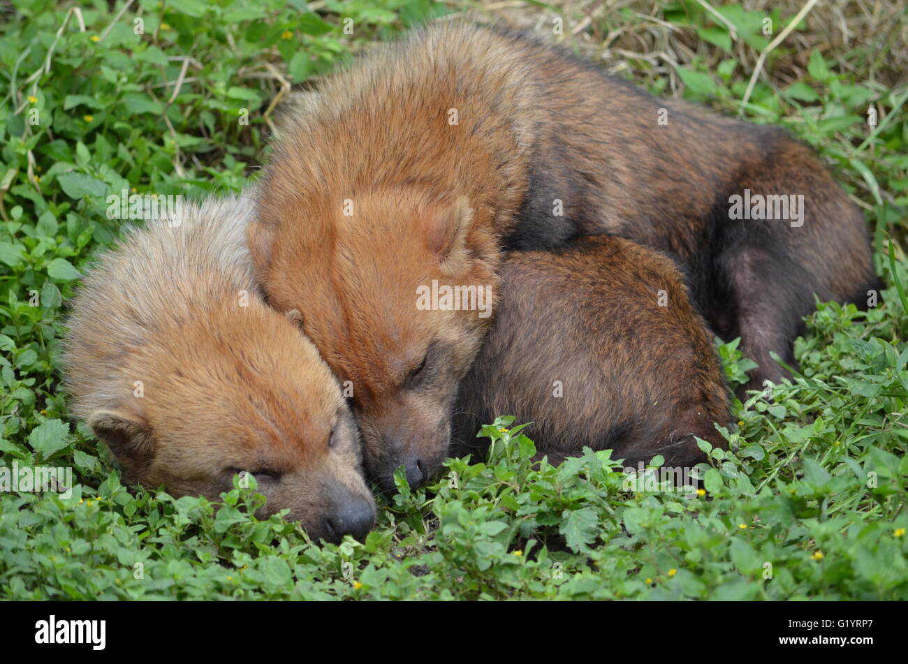 Bush dogs hi-res stock photography and images - Alamy