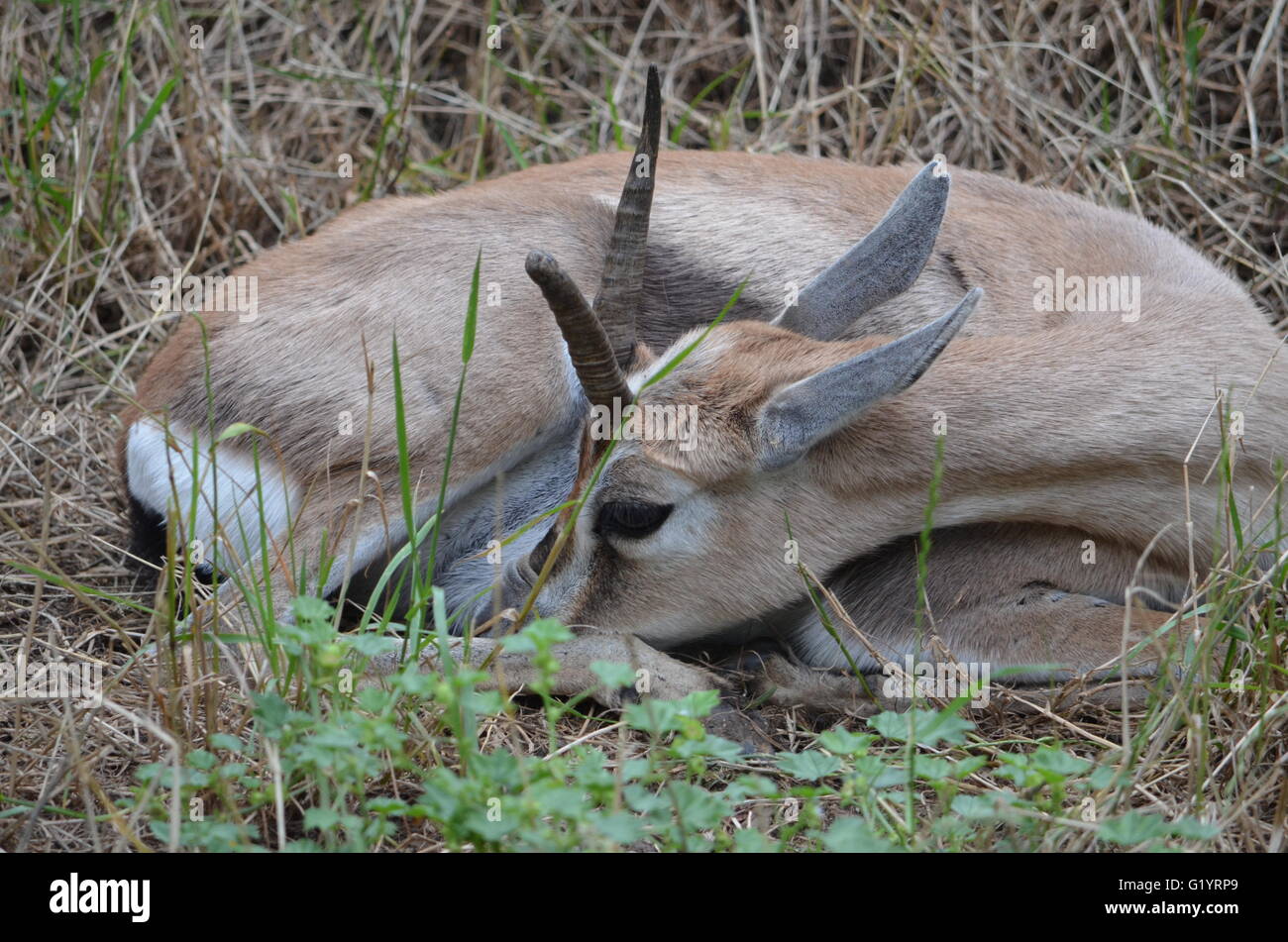 Speke's Gazelle San Antonio Zoo San Antonio Texas USA Stock Photo - Alamy