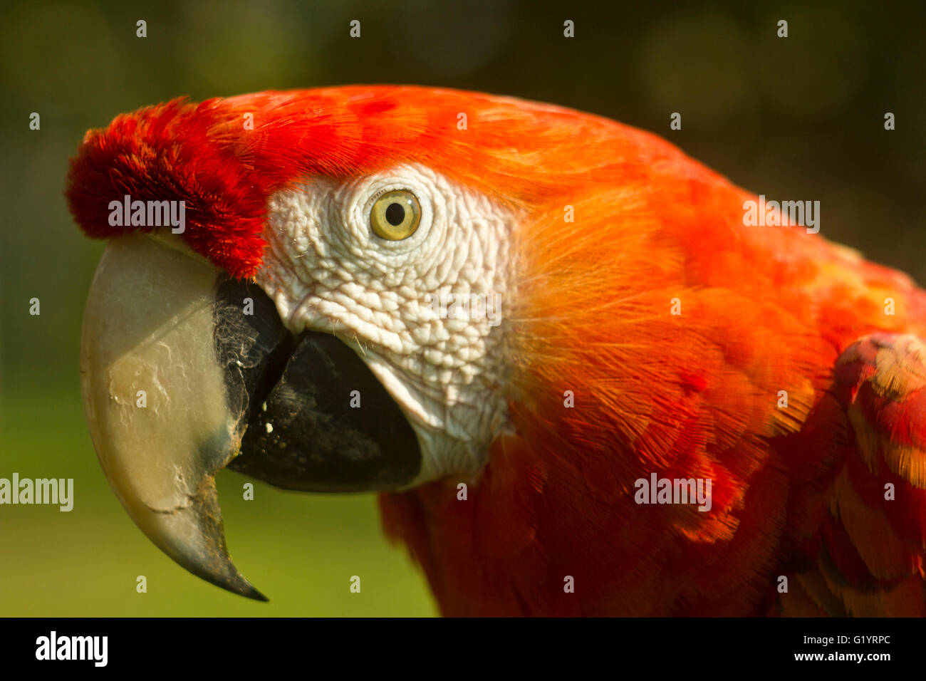 portrait of red parrot ara with wrinkles near eye looking to camera ...