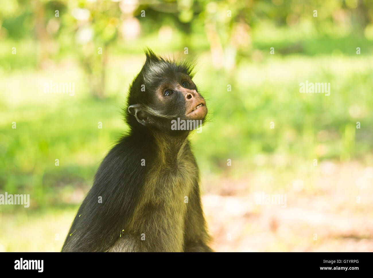 monkey in jungle park looking up with green background Stock Photo - Alamy