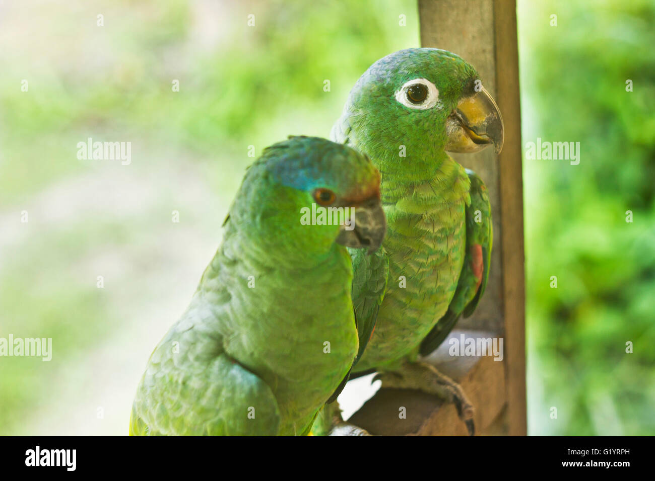 Two green parrots hi-res stock photography and images - Alamy