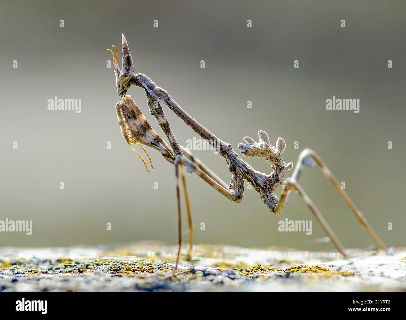 Mantis Empusa Pennata High Resolution Stock Photography and Images - Alamy