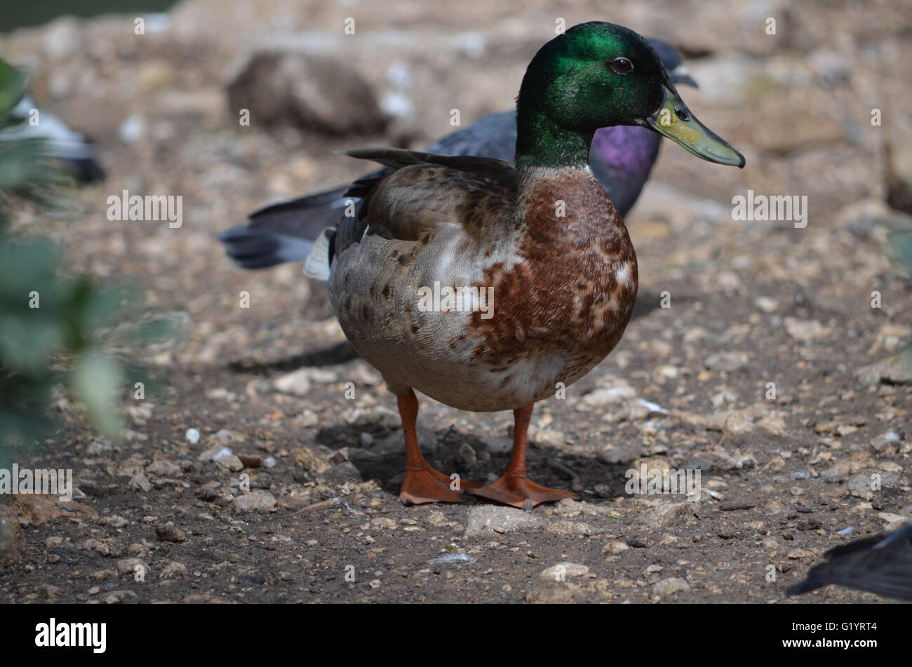 Texas mallard duck hi-res stock photography and images - Alamy