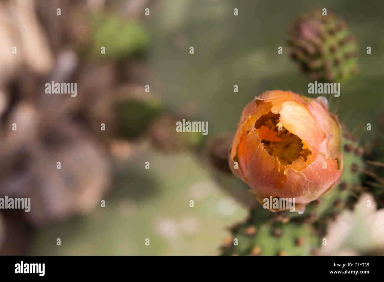 Orange color of the flower of cactus opuntia - prickly pear Stock Photo ...