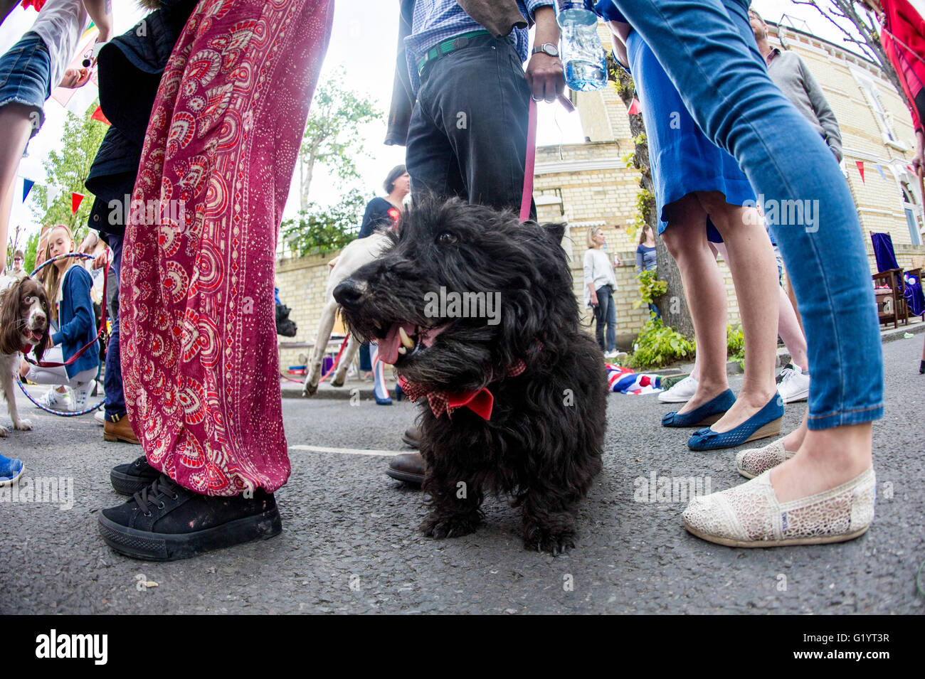 Dog standing on back legs hi-res stock photography and images - Alamy