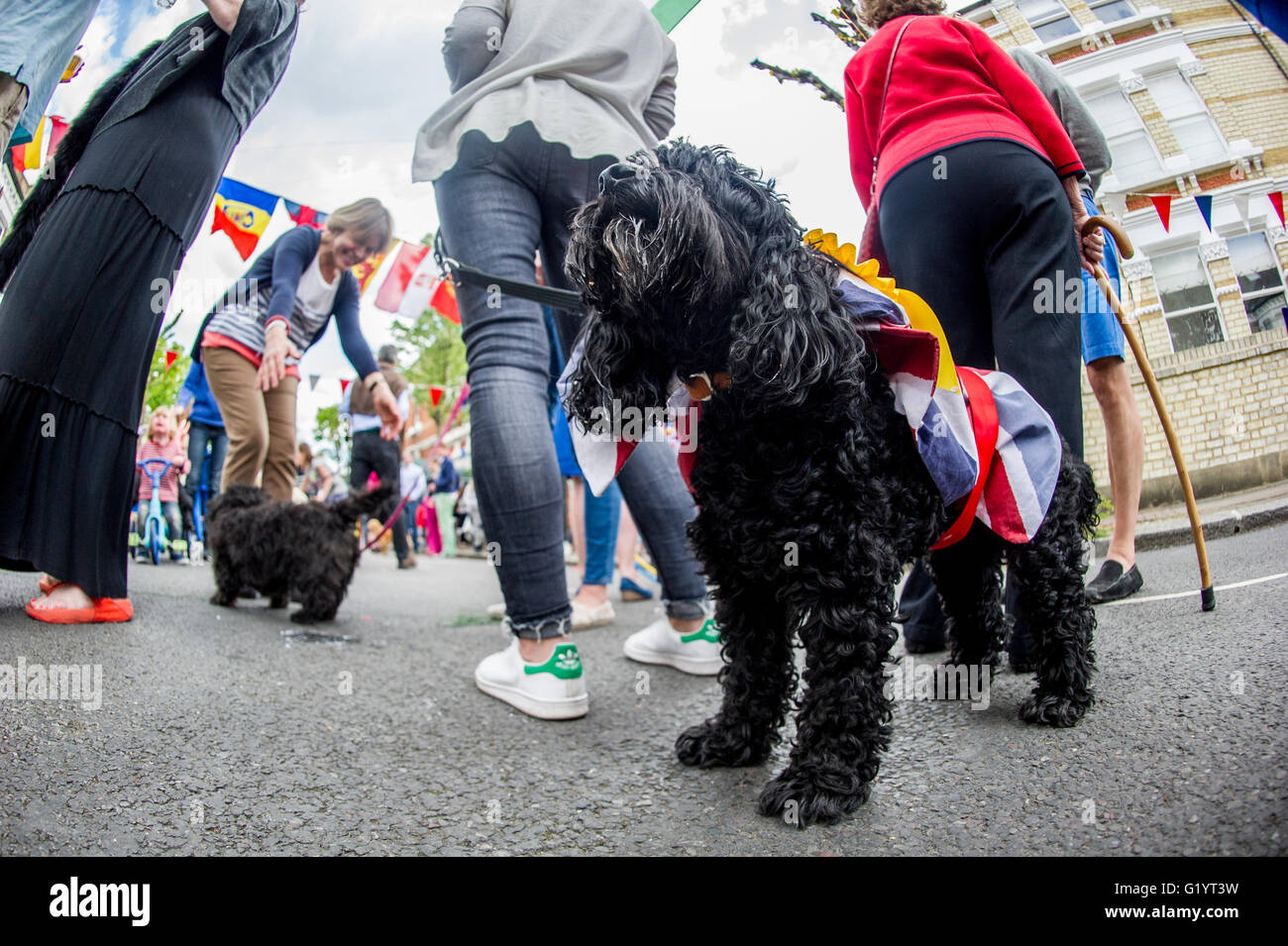 A small black dog wearing a union jack flag Stock Photo - Alamy