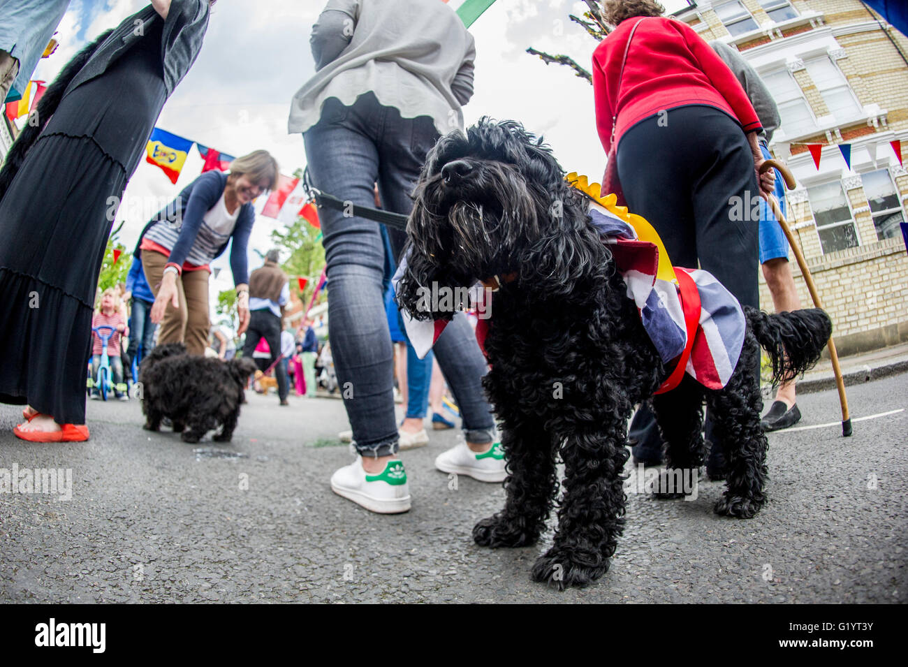 Dog wearing union jack flag hi-res stock photography and images - Alamy