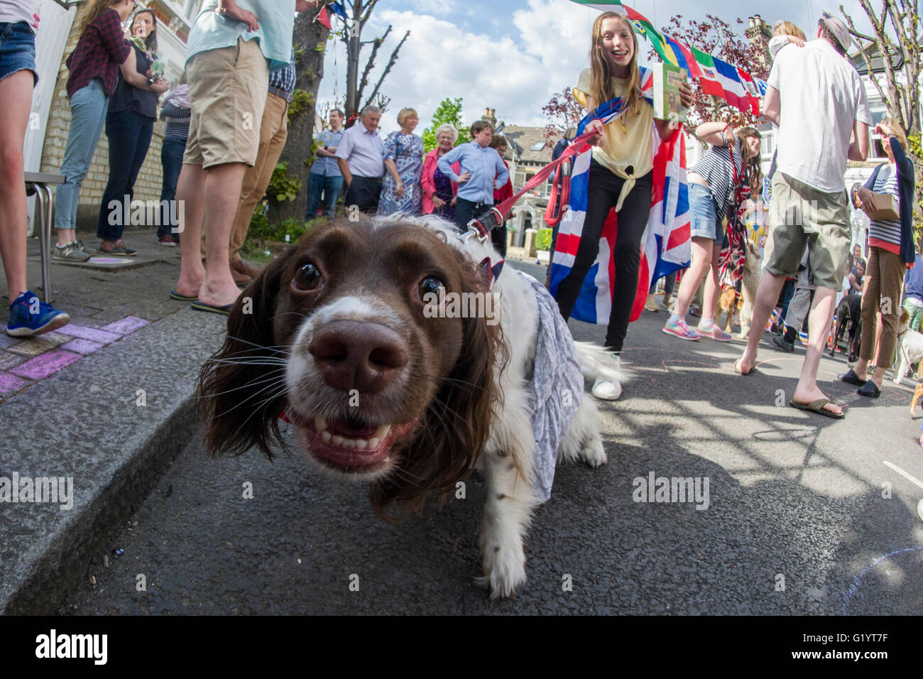 A spaniel in a dress at a street party Stock Photo - Alamy