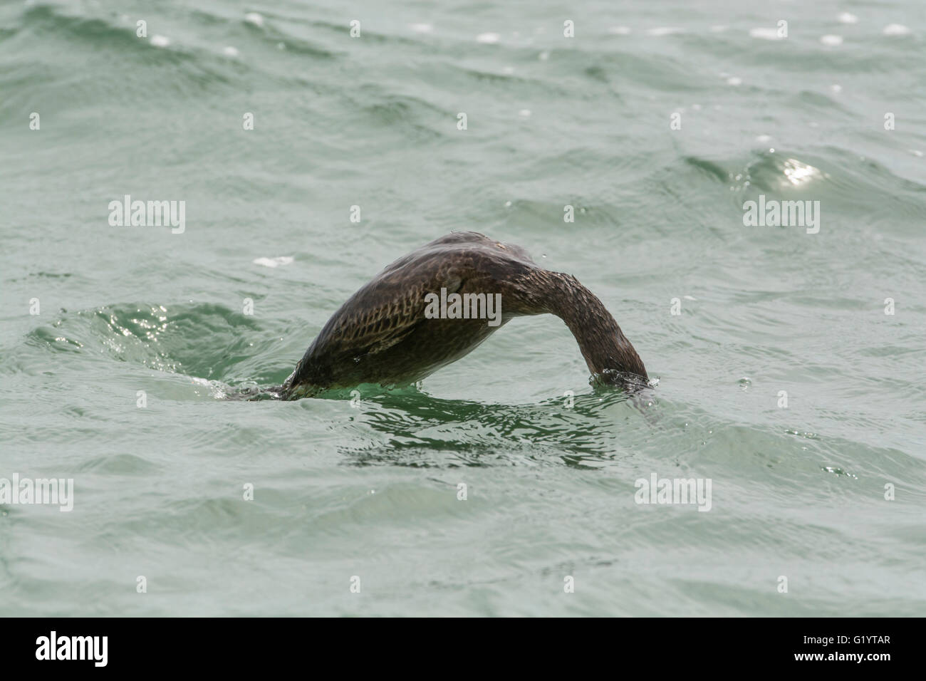 Cormoran diving hi-res stock photography and images - Alamy