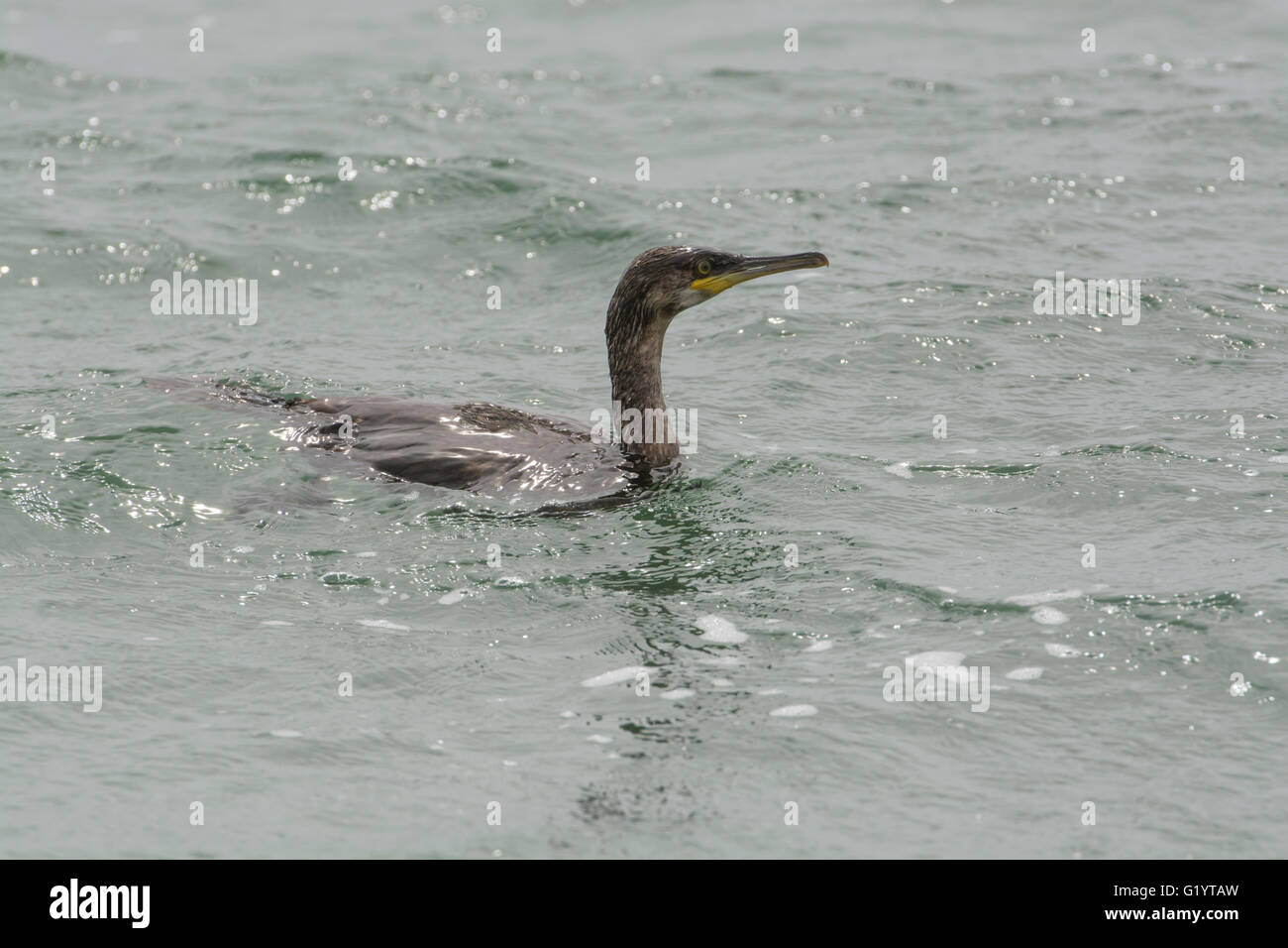 Swimming cormorant hi-res stock photography and images - Alamy