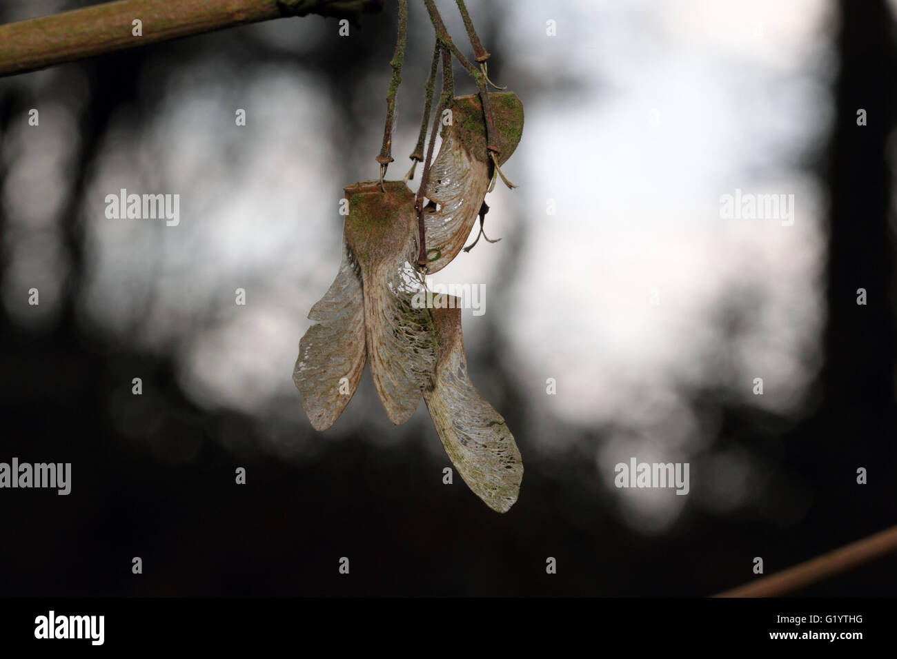 maple seeds keys samaras helicopters Stock Photo - Alamy