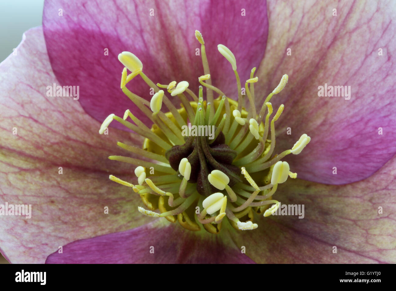 See through flower transparent hi-res stock photography and images - Alamy