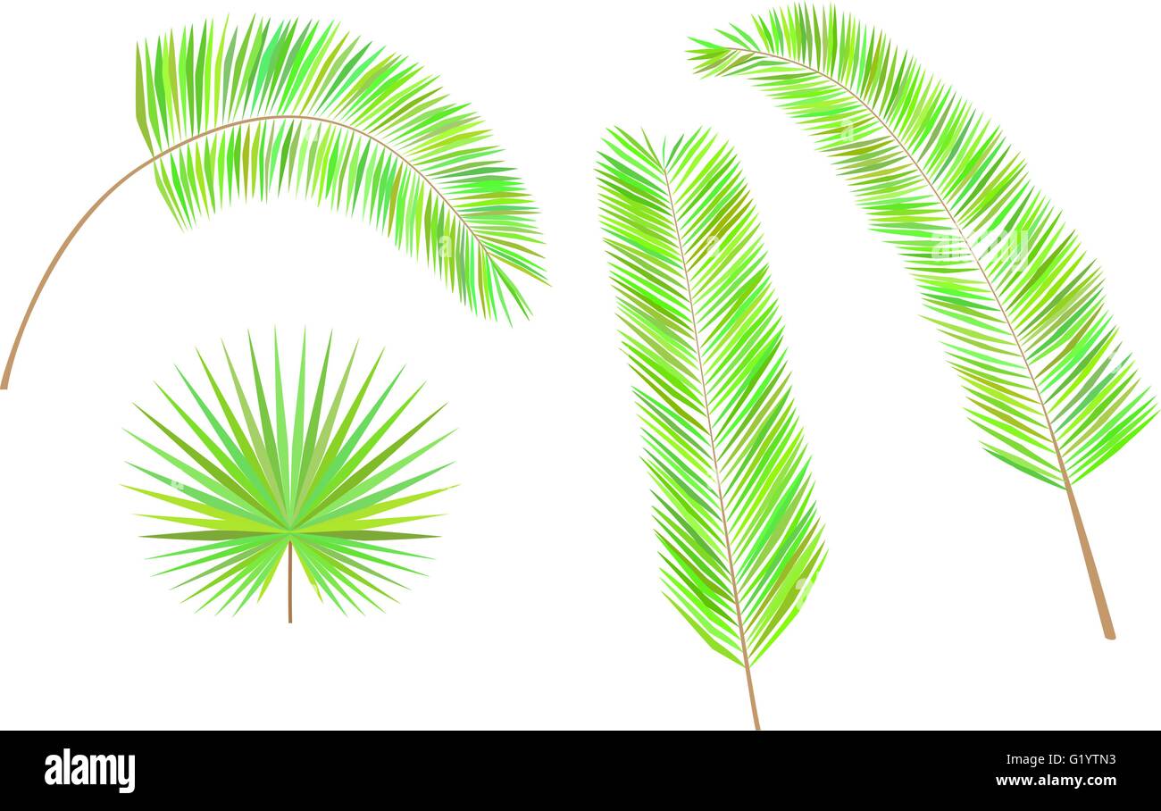 Colorful color palm leaves Stock Vector Images - Alamy
