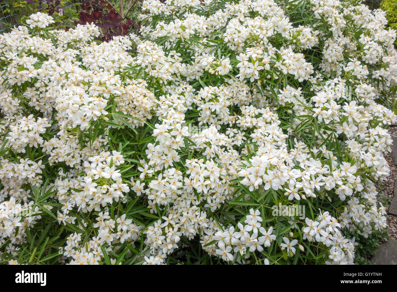 Garden plant hi-res stock photography and images - Alamy