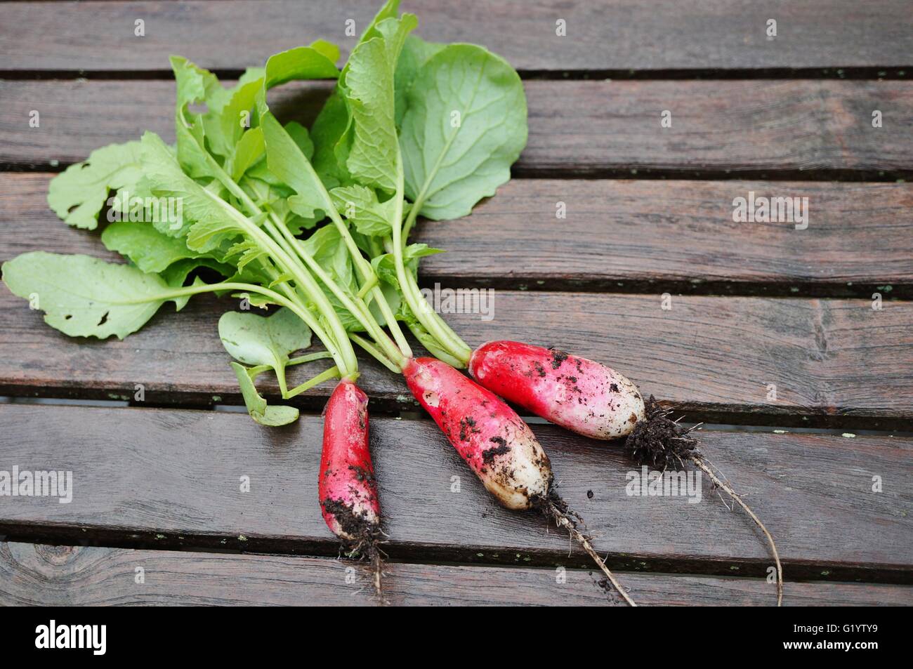 Three radishes freshly pulled from the ground with soil and roots still ...