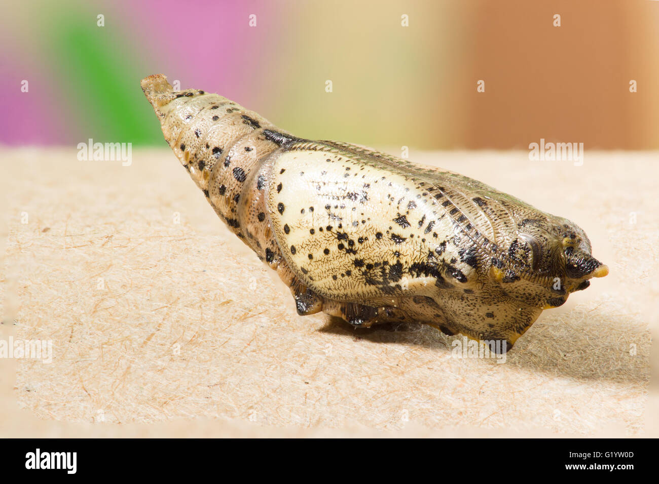 butterfly chrysalis from which soon hatches the adult Stock Photo - Alamy