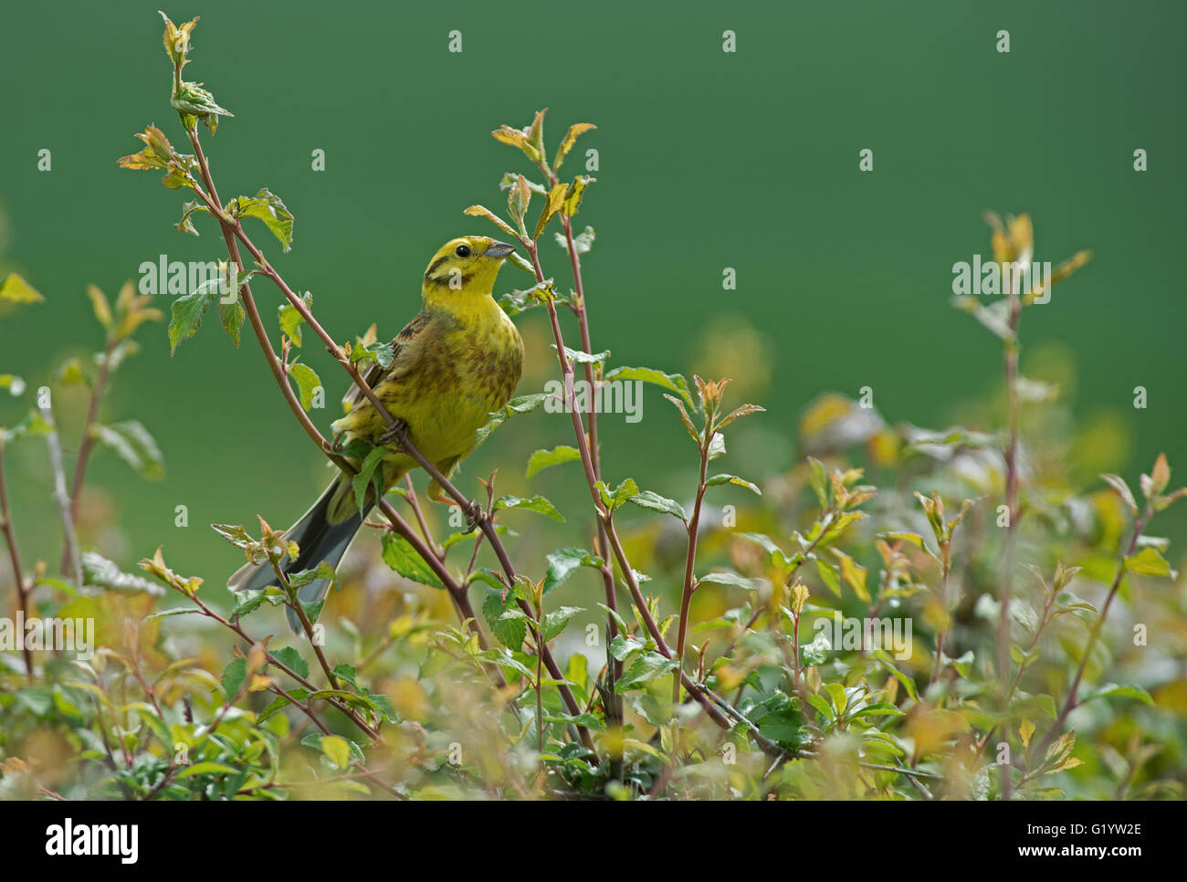 Male Yellowhammer-Emberiza citrinella feeds. Spring. Uk Stock Photo - Alamy