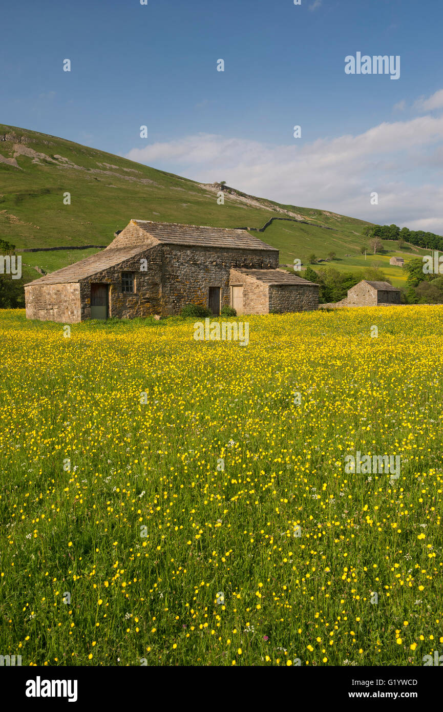 Scenic Swaledale upland wildflower hay meadows (old stone field barns ...