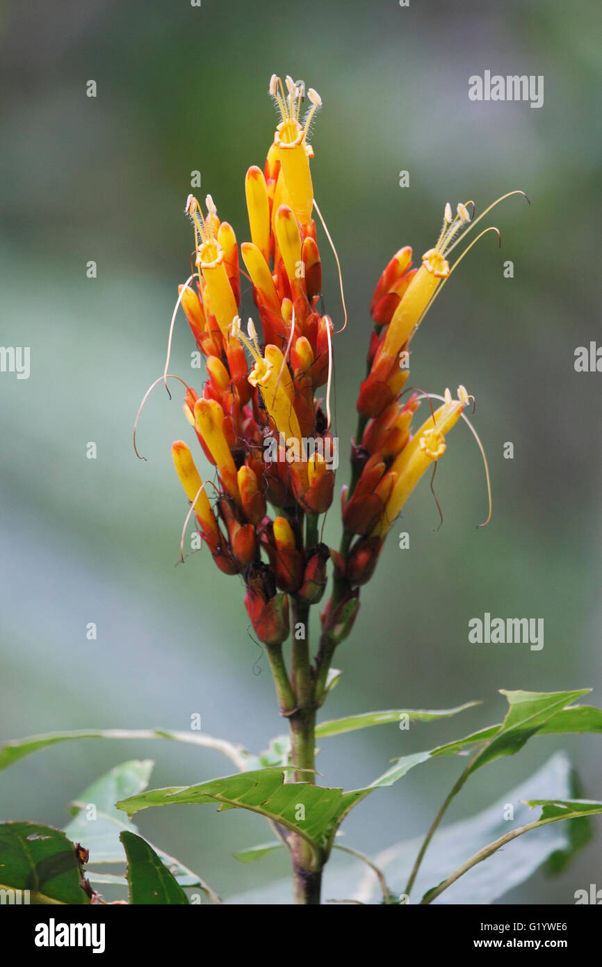 Yellow flower (Sanchezia speciosa leonard), El Yunque National Rain ...