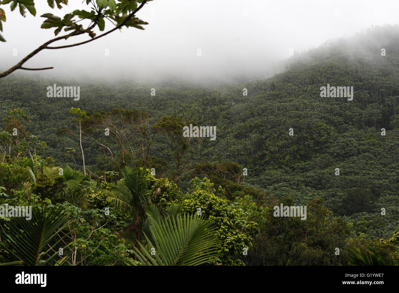 Rain forest flora fauna hi-res stock photography and images - Alamy