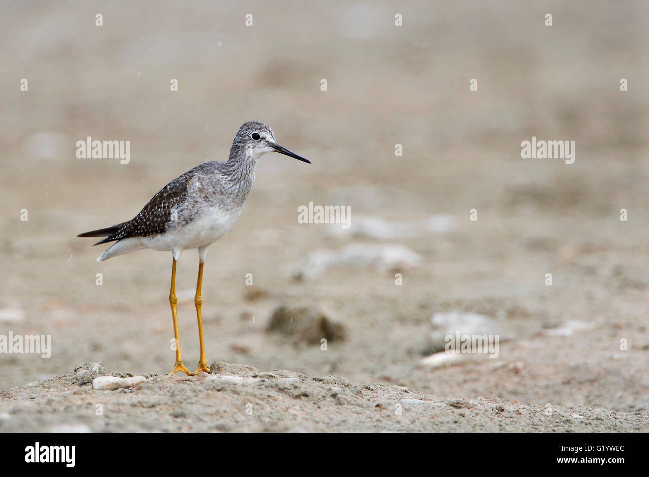 Lesser yellowlegs (Tringa flavipes) standing in water, Guanica Dry ...