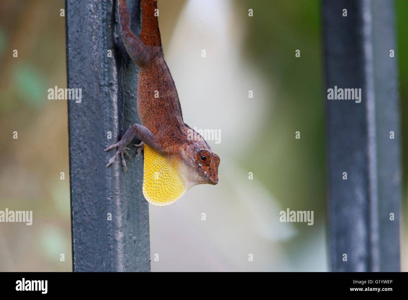 Anole lizard puerto rico hi-res stock photography and images - Alamy