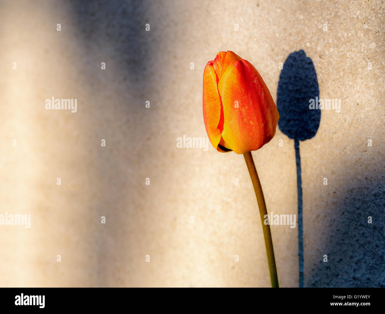 Tulip in shadow hi-res stock photography and images - Alamy
