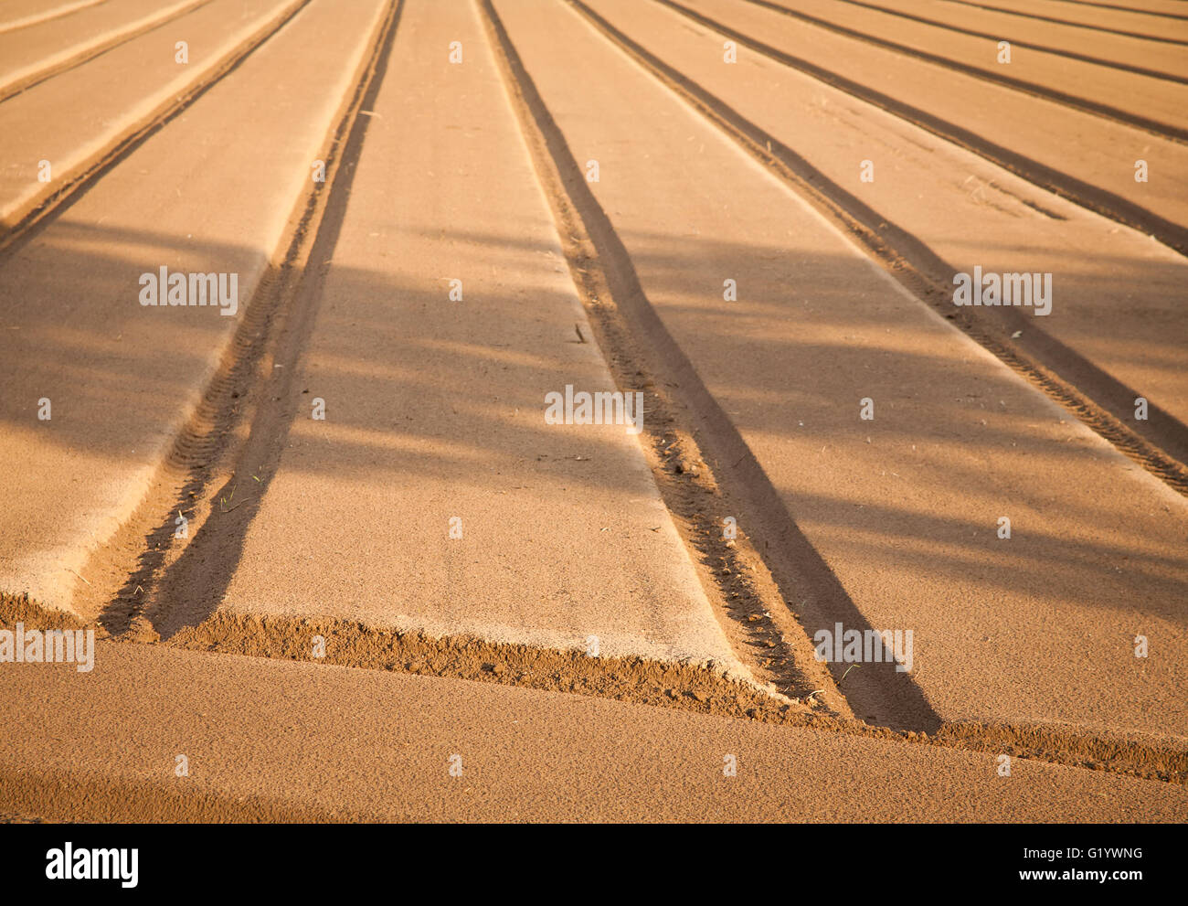 plain sandy farmland with tractor marks Stock Photo - Alamy