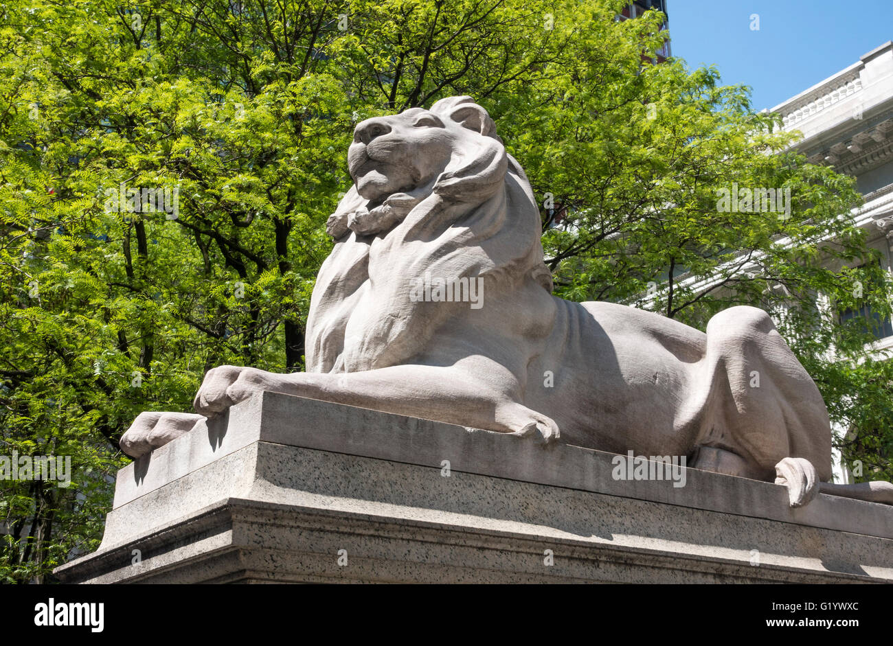 New york public library and lions hi-res stock photography and images ...