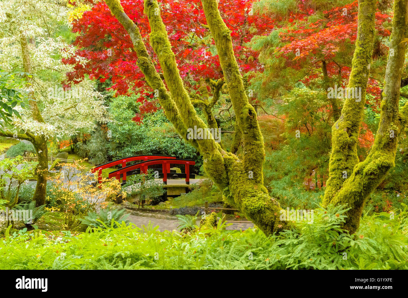 Butchart gardens fall colour japanese hi-res stock photography and ...