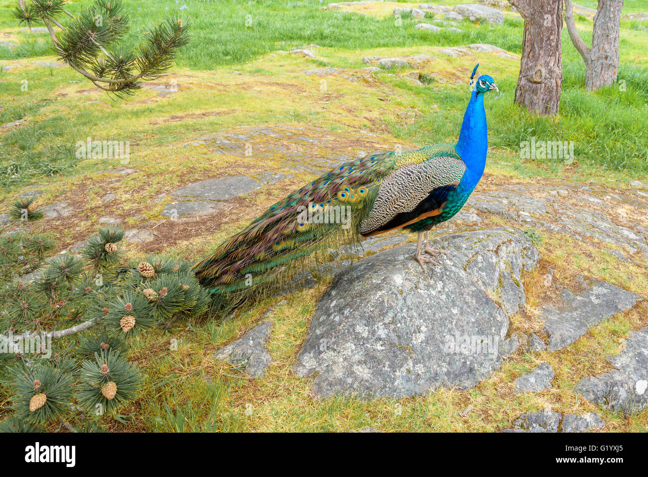 Peacock, Beacon Hill Park, Victoria, British Columbia, Canada Stock ...