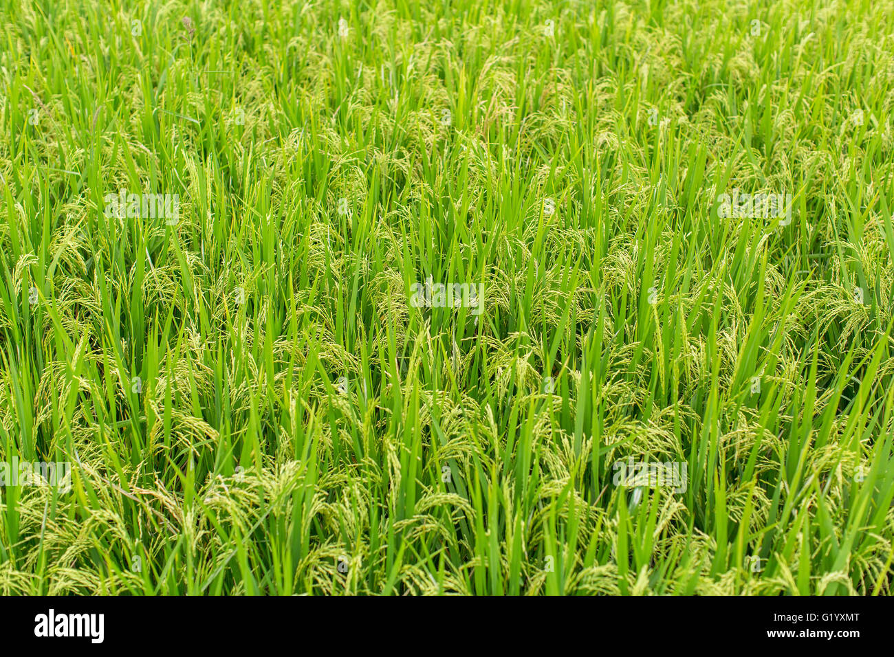 Green rice field Stock Photo - Alamy