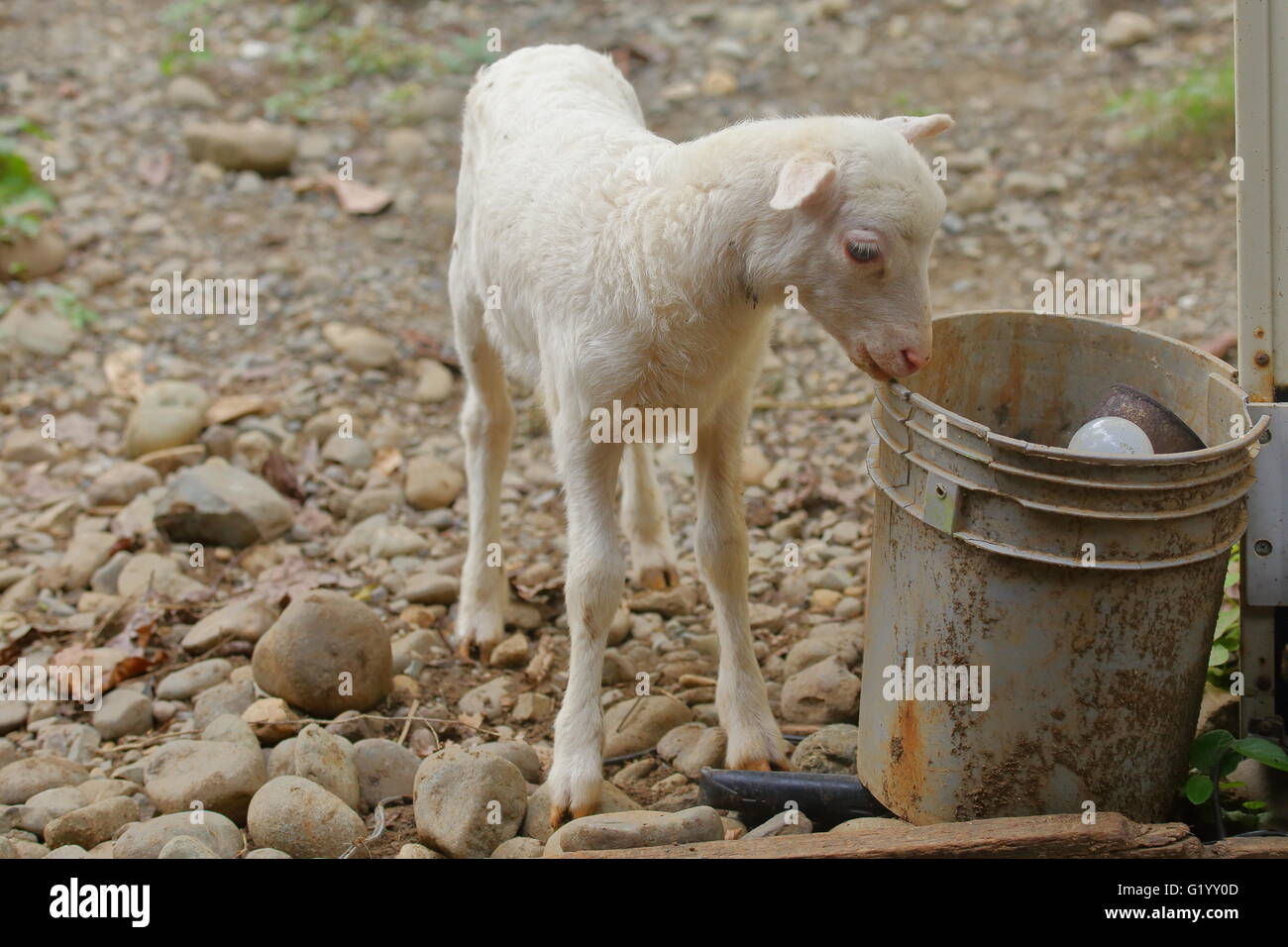 Looking into a bucket hi-res stock photography and images - Alamy