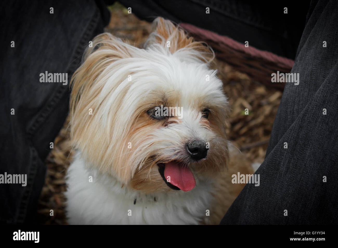 Owner of a dog hi-res stock photography and images - Alamy
