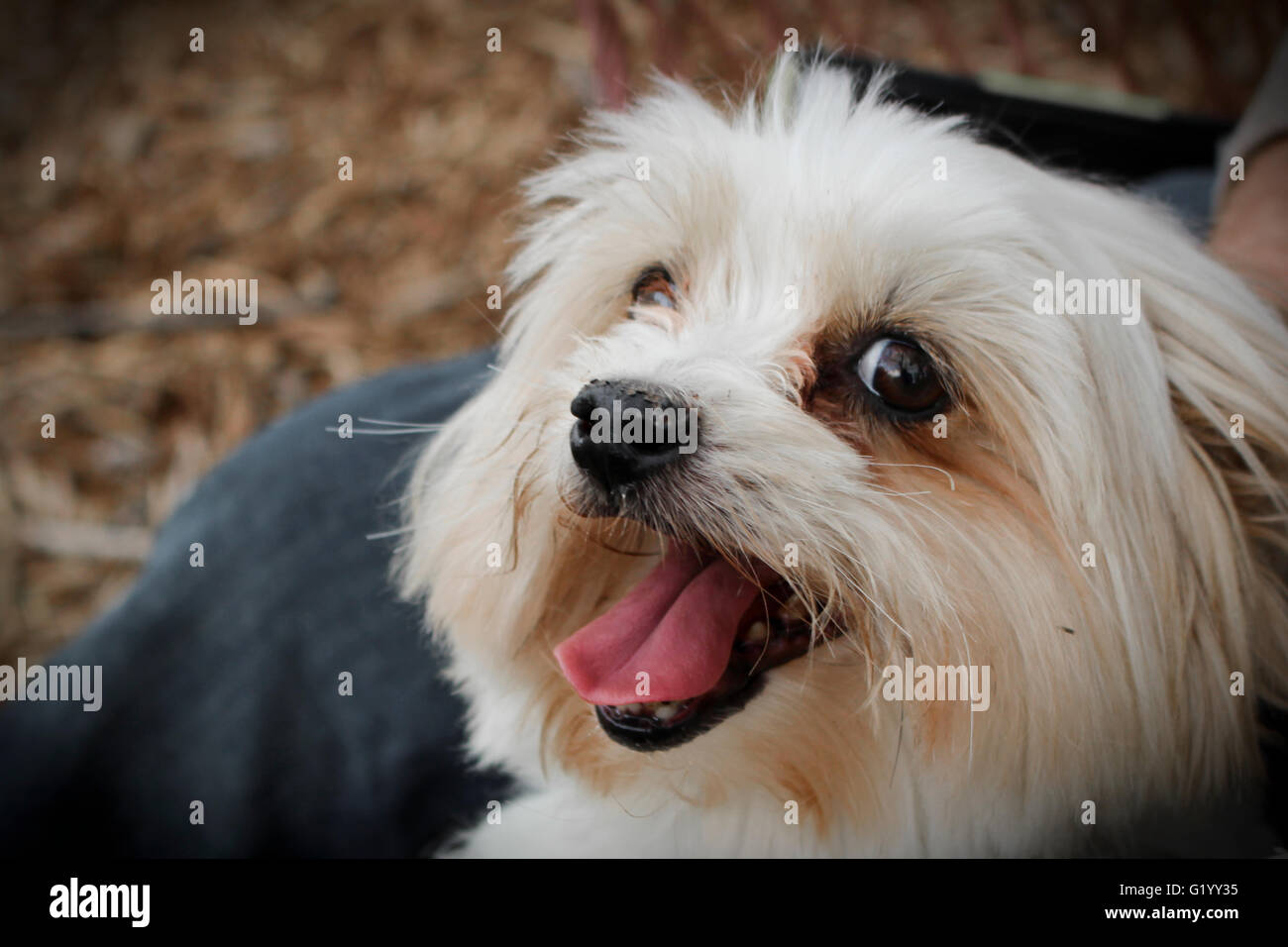 A Powder Puff Dog smiling Stock Photo - Alamy