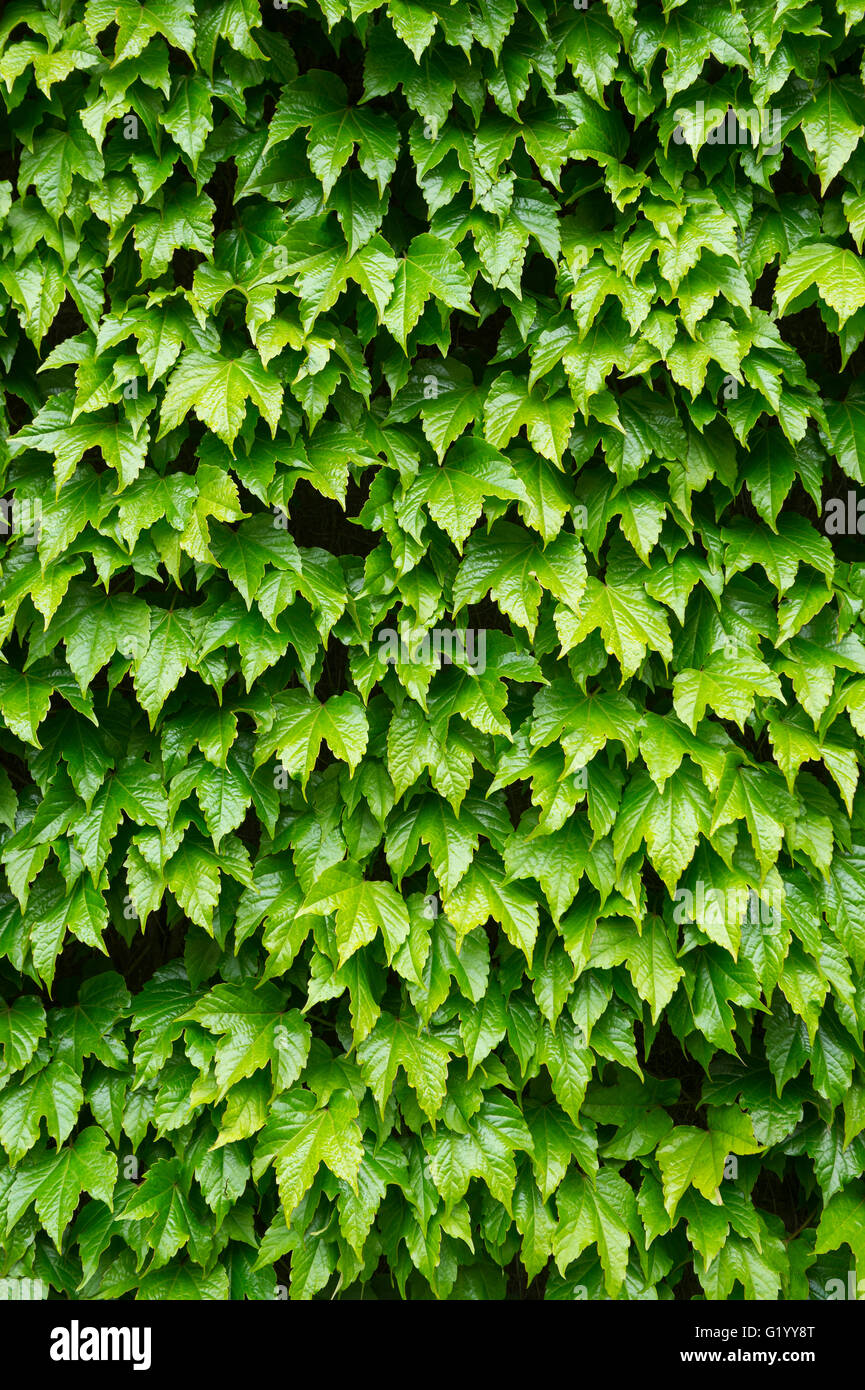 Background of wall of wet bright green ivy dripping with spring rain ...