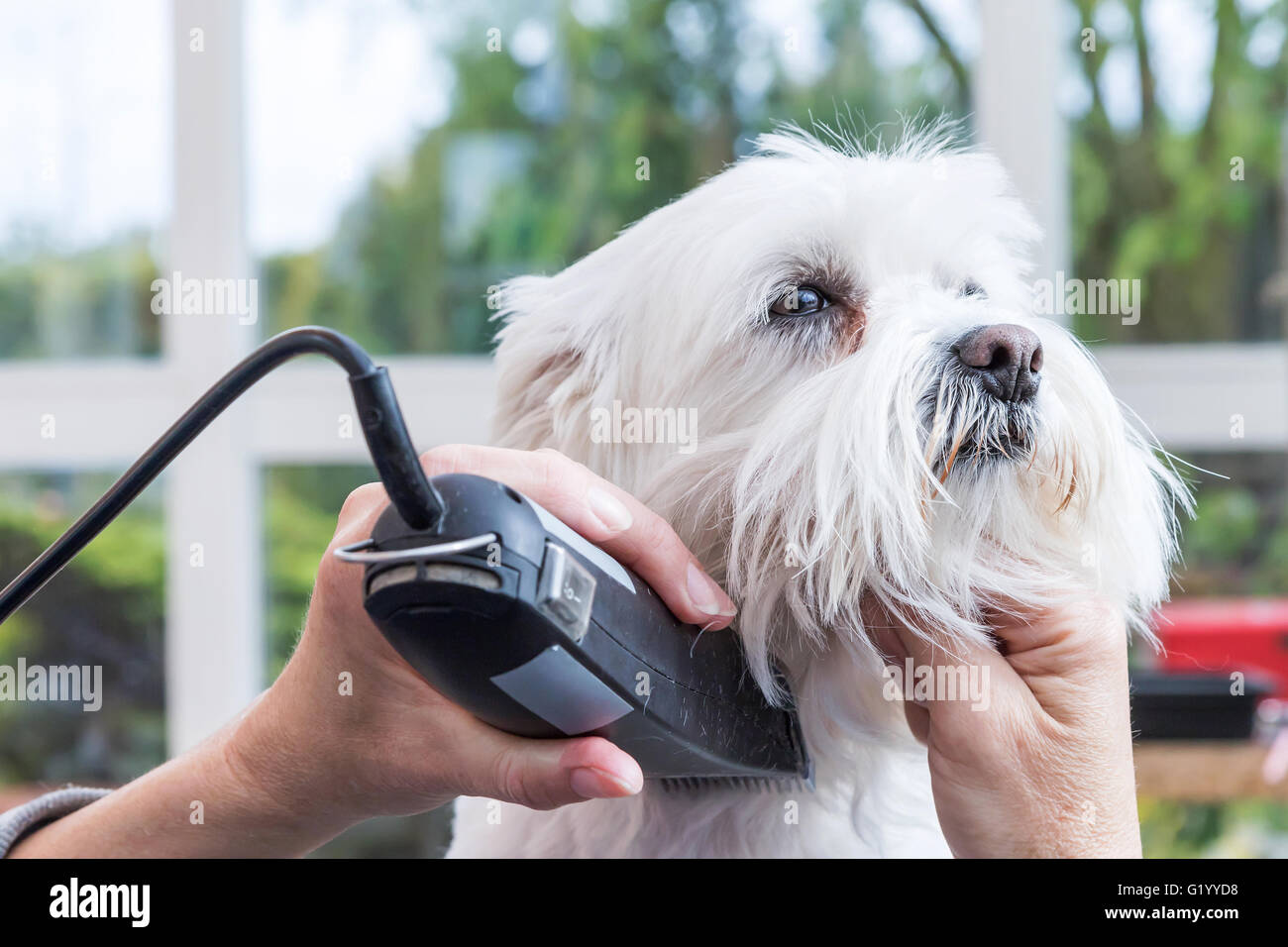 Grooming the neck of white Maltese dog by electric razor Stock Photo ...