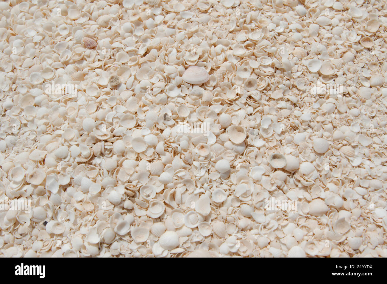 White shell beach hi-res stock photography and images - Alamy