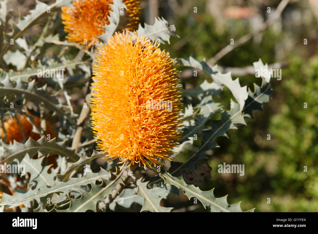 2015 closeup ashbys ashbys banksia wa hi-res stock photography and ...