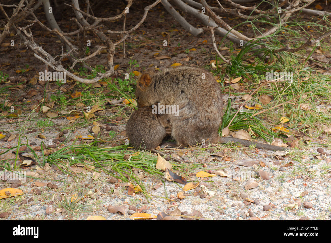 A female quokka feeding her child Stock Photo - Alamy