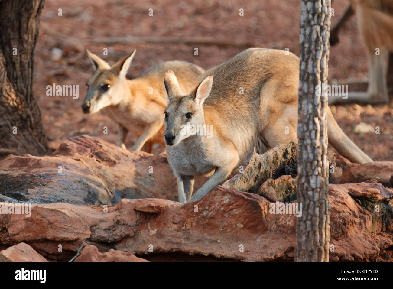 Two kangaroos watering spot hi-res stock photography and images - Alamy